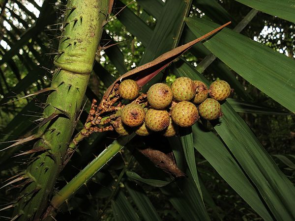 Daemonorops grandis - Palmpedia - Palm Grower's Guide