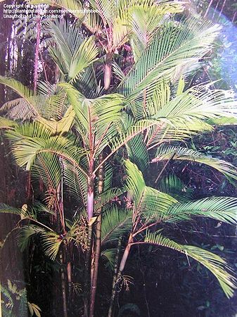 Pinanga philippinensis - Palmpedia - Palm Grower's Guide
