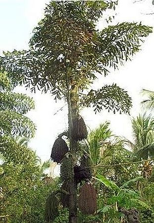 Caryota maxima - Palmpedia - Palm Grower's Guide