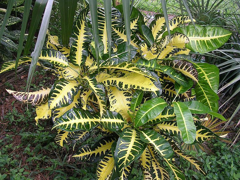 FISH BONE - Palmpedia - Palm Grower's Guide