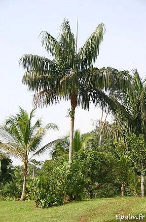 Oenocarpus bacaba - Palmpedia - Palm Grower's Guide