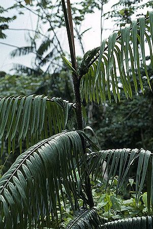 Oncocalamus mannii - Palmpedia - Palm Grower's Guide