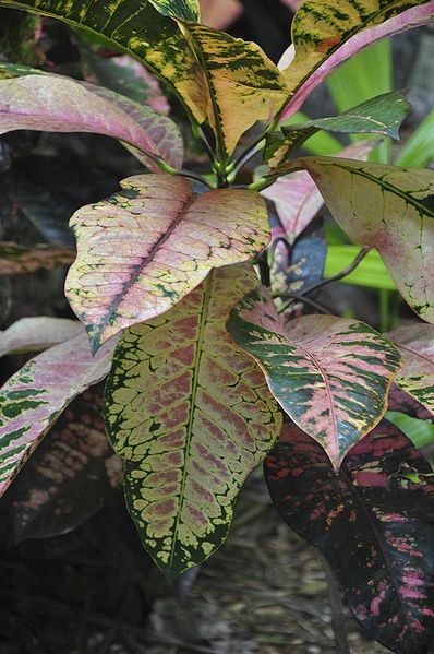POLYCHROME - Palmpedia - Palm Grower's Guide