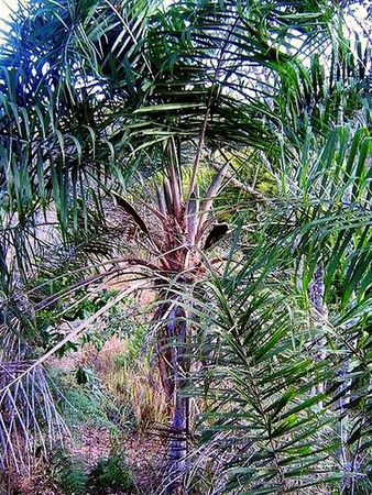 Syagrus macrocarpa - Palmpedia - Palm Grower's Guide