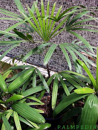 Rhapis robusta - Palmpedia - Palm Grower's Guide