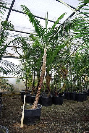 Ravenea moorei - Palmpedia - Palm Grower's Guide