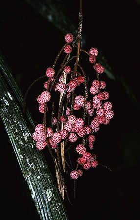 Sommieria leucophylla - Palmpedia - Palm Grower's Guide