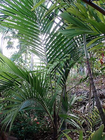 Cyphophoenix alba - Palmpedia - Palm Grower's Guide