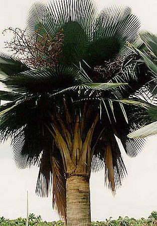 Copernicia fallaensis - Palmpedia - Palm Grower's Guide