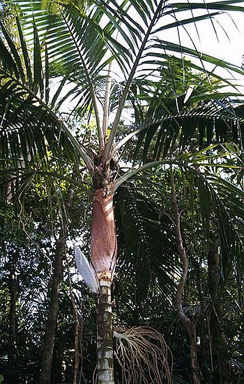 Cyphophoenix alba - Palmpedia - Palm Grower's Guide