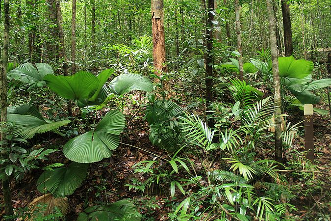 Licuala orbicularis - Palmpedia - Palm Grower's Guide