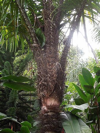 Astrocaryum murumuru - Palmpedia - Palm Grower's Guide