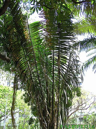 Attalea spectabilis - Palmpedia - Palm Grower's Guide