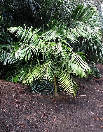 Dypsis rivularis - Palmpedia - Palm Grower's Guide