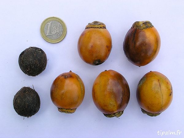 Astrocaryum jauari - Palmpedia - Palm Grower's Guide