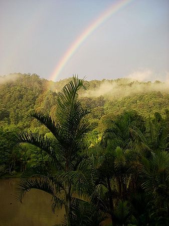 Loxococcus rupicola - Palmpedia - Palm Grower's Guide