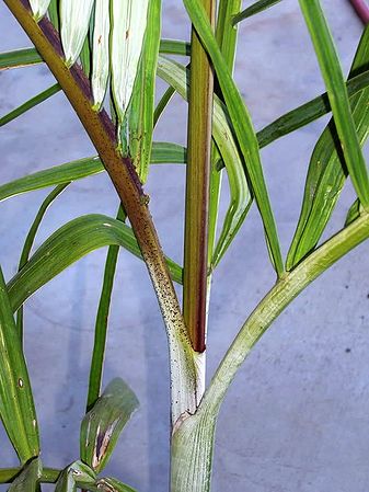 Chrysalidocarpus saintelucei - Palmpedia - Palm Grower's Guide