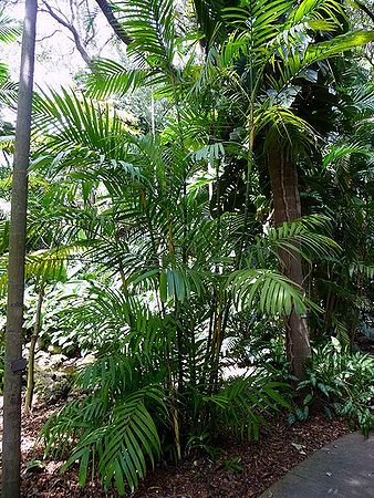 Pinanga dicksonii - Palmpedia - Palm Grower's Guide
