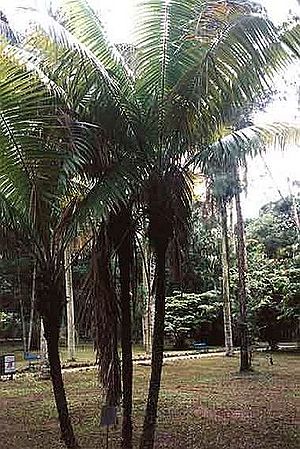 Phytelephas tenuicaulis - Palmpedia - Palm Grower's Guide