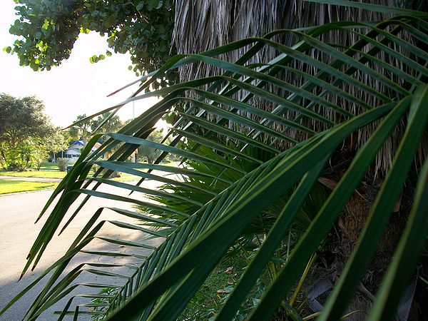 Pinnae - Palmpedia - Palm Grower's Guide
