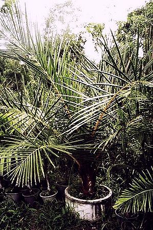 Raphia vinifera - Palmpedia - Palm Grower's Guide