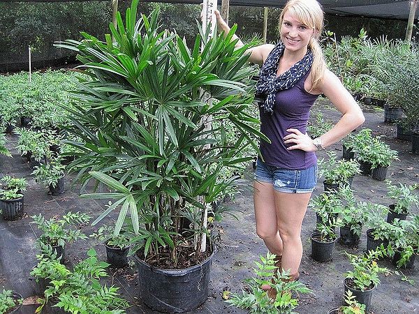 Rhapis humilis - Palmpedia - Palm Grower's Guide