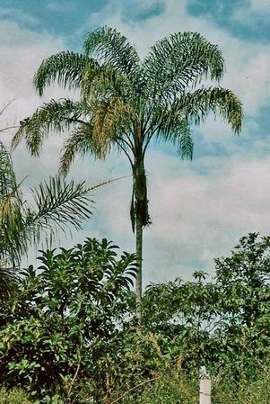 Syagrus macrocarpa - Palmpedia - Palm Grower's Guide