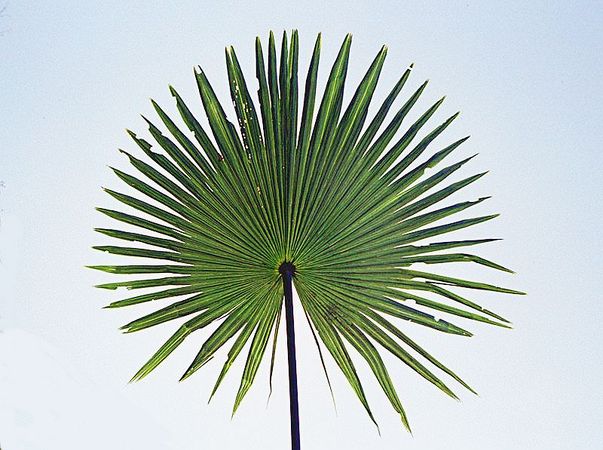 Trachycarpus latisectus - Palmpedia - Palm Grower's Guide