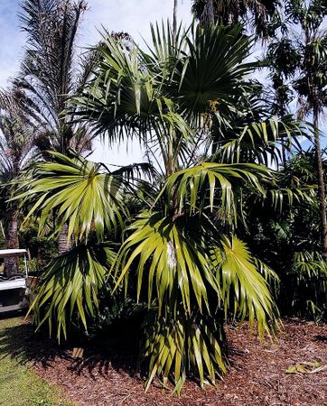 Thrinax excelsa - Palmpedia - Palm Grower's Guide