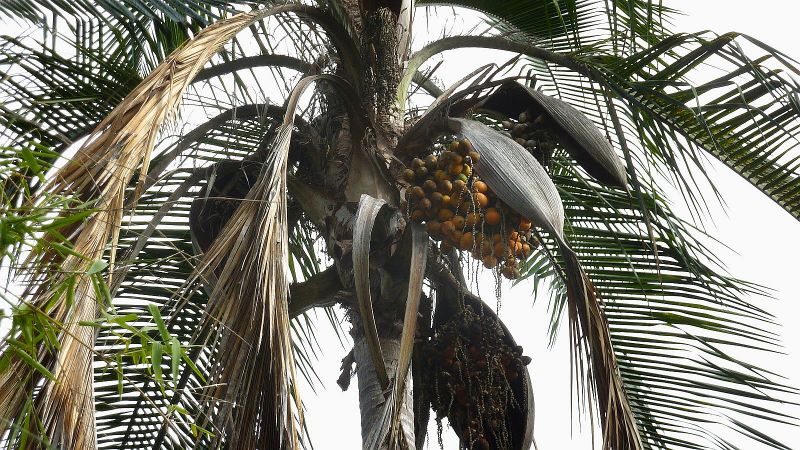 Syagrus botryophora - Palmpedia - Palm Grower's Guide