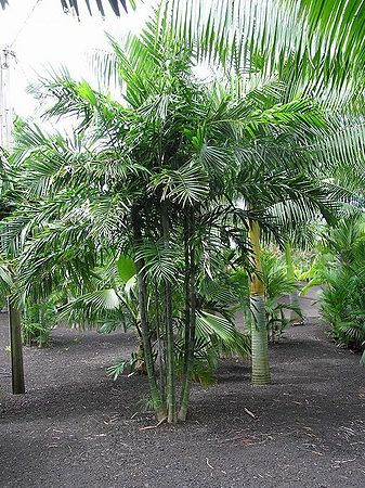 Ptychosperma lineare - Palmpedia - Palm Grower's Guide