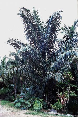 Arenga pinnata - Palmpedia - Palm Grower's Guide