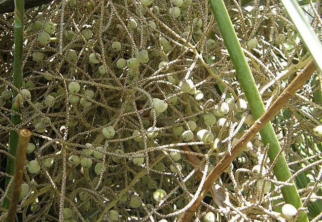 Brahea decumbens - Palmpedia - Palm Grower's Guide