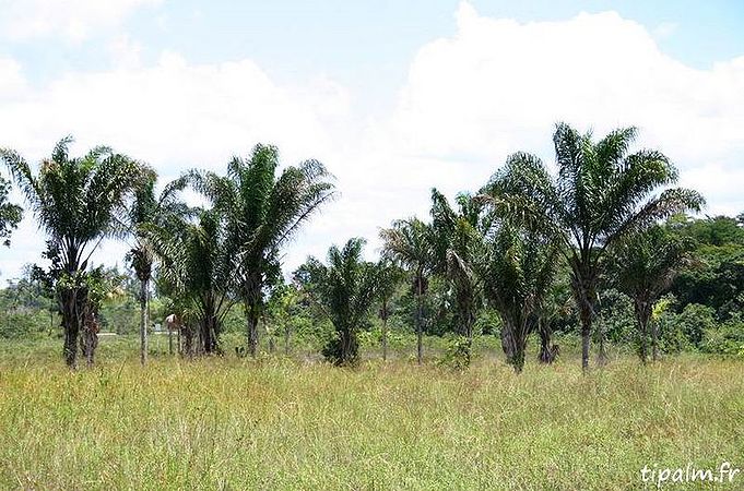 Attalea maripa - Palmpedia - Palm Grower's Guide