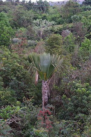 Copernicia rigida - Palmpedia - Palm Grower's Guide