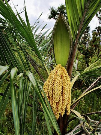 Syagrus comosa - Palmpedia - Palm Grower's Guide