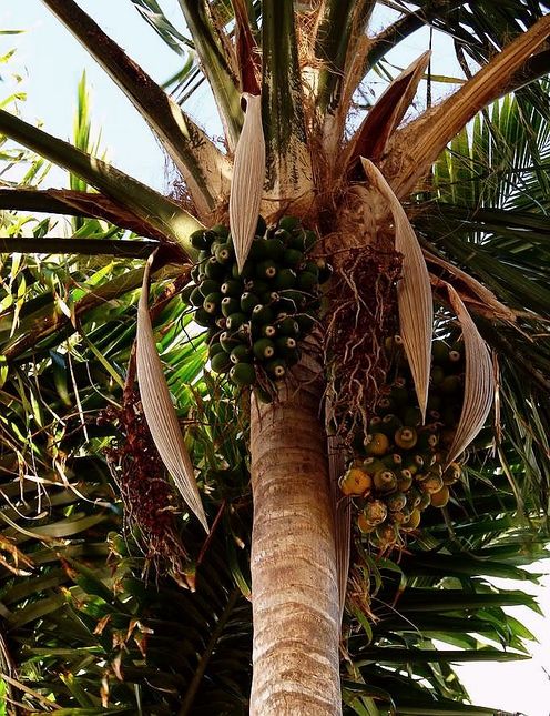 Syagrus pseudococos - Palmpedia - Palm Grower's Guide