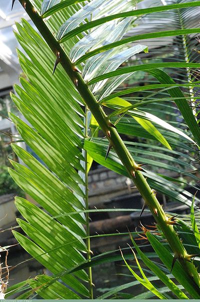 Daemonorops mollis - Palmpedia - Palm Grower's Guide