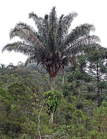 Attalea compta - Palmpedia - Palm Grower's Guide