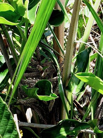 Barcella odora - Palmpedia - Palm Grower's Guide