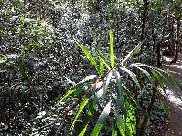 Calamus muelleri - Palmpedia - Palm Grower's Guide