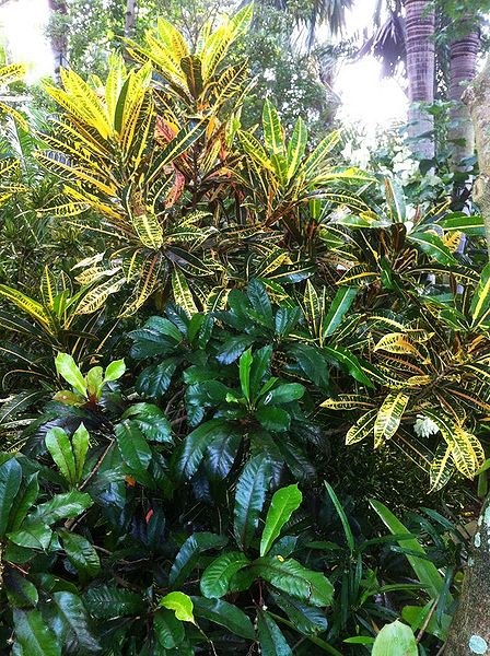 MIAMI - Palmpedia - Palm Grower's Guide