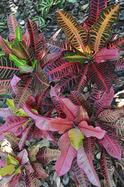 NERVIA - Palmpedia - Palm Grower's Guide