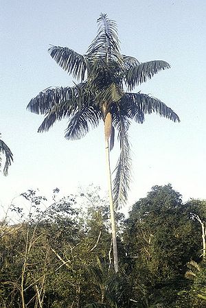 Oenocarpus bataua - Palmpedia - Palm Grower's Guide