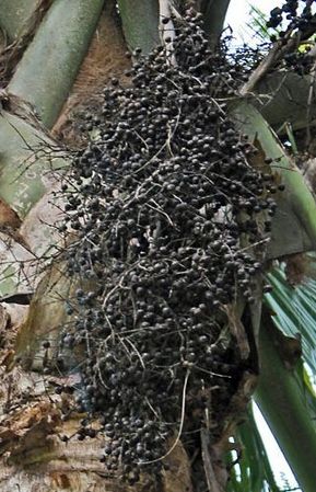 Sabal maritima - Palmpedia - Palm Grower's Guide