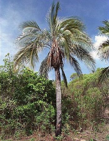 Parajubaea sunkha - Palmpedia - Palm Grower's Guide