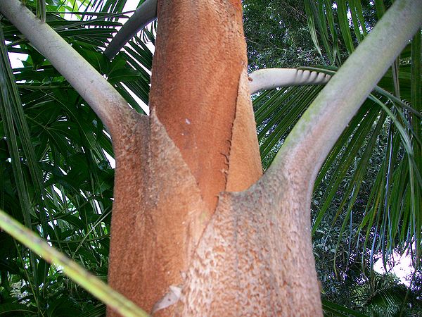 Tomentum - Palmpedia - Palm Grower's Guide