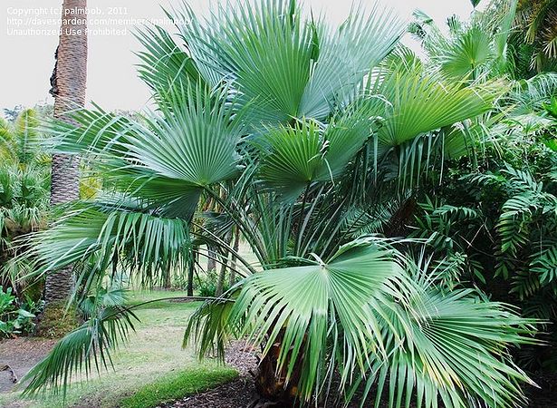 Brahea brandegeei - Palmpedia - Palm Grower's Guide