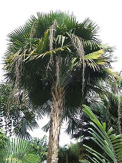 Copernicia curtissii - Palmpedia - Palm Grower's Guide