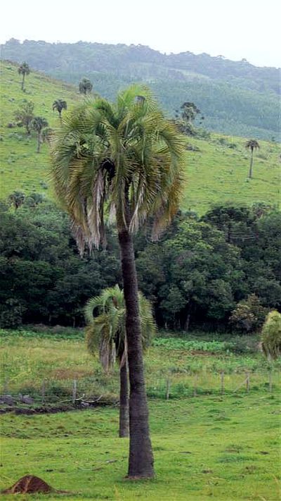 Butia eriospatha - Palmpedia - Palm Grower's Guide